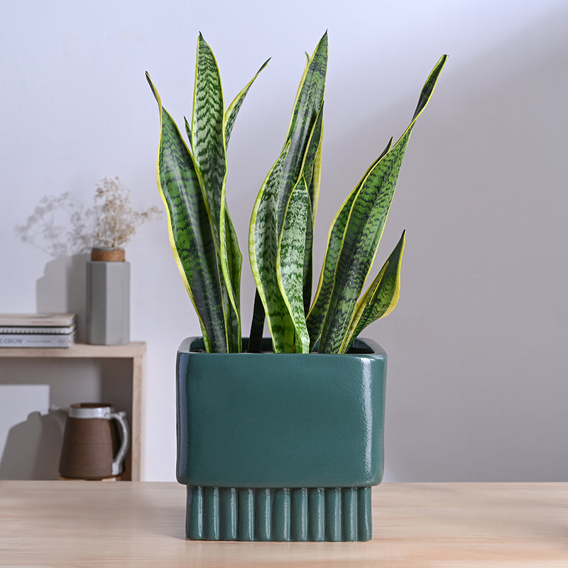 Buy Ugaoo Sleepy Sprout Square Ceramic Planter - Green Online in India ...