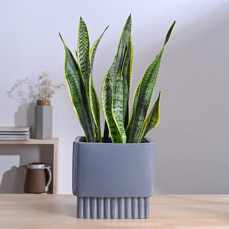 Buy Ugaoo Sleepy Sprout Square Ceramic Planter - Dark Grey Online in ...