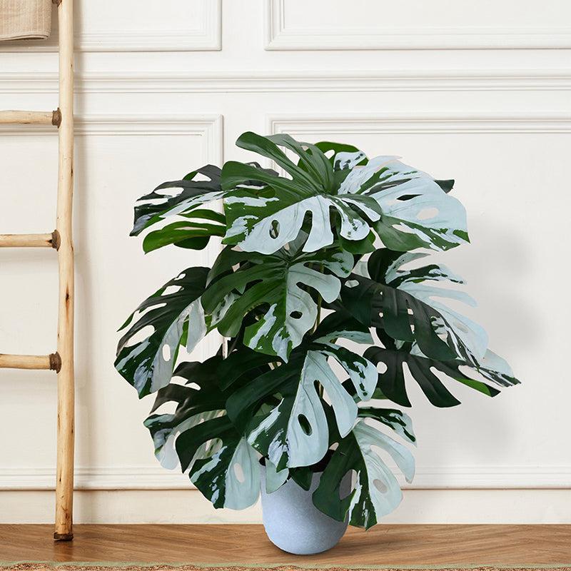 Buy Faux Everlasting Monstera Plant With Pot - 2.6 Feet Online in India ...