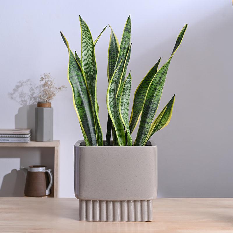 Buy Ugaoo Sleepy Sprout Square Ceramic Planter - Light Grey Online in ...