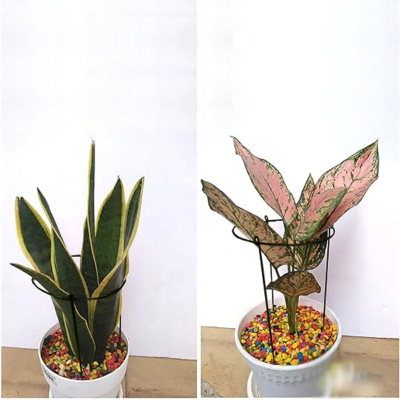 Buy Stima Metal Plant Stake - Set Of Two Online in India | Vaaree