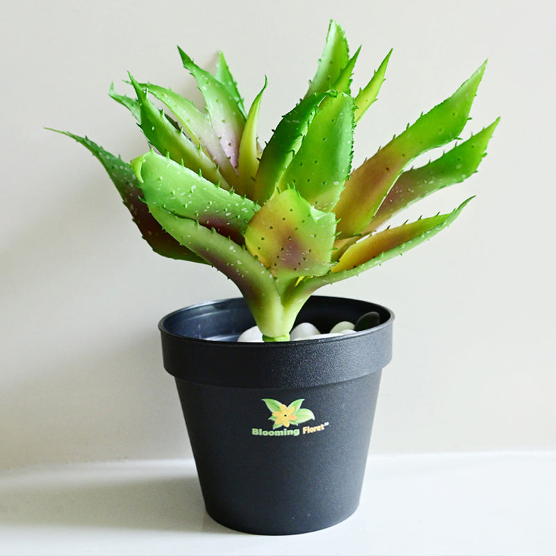 Buy Alvera Artificial Aloe Vera Plant With Pot - Yellow Online in India ...