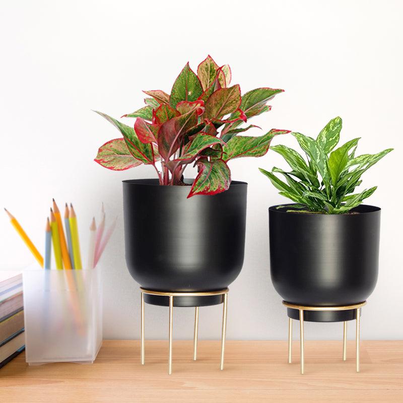 Buy Mazor Metal Planter (Black & Gold) - Set Of Two Online in India ...