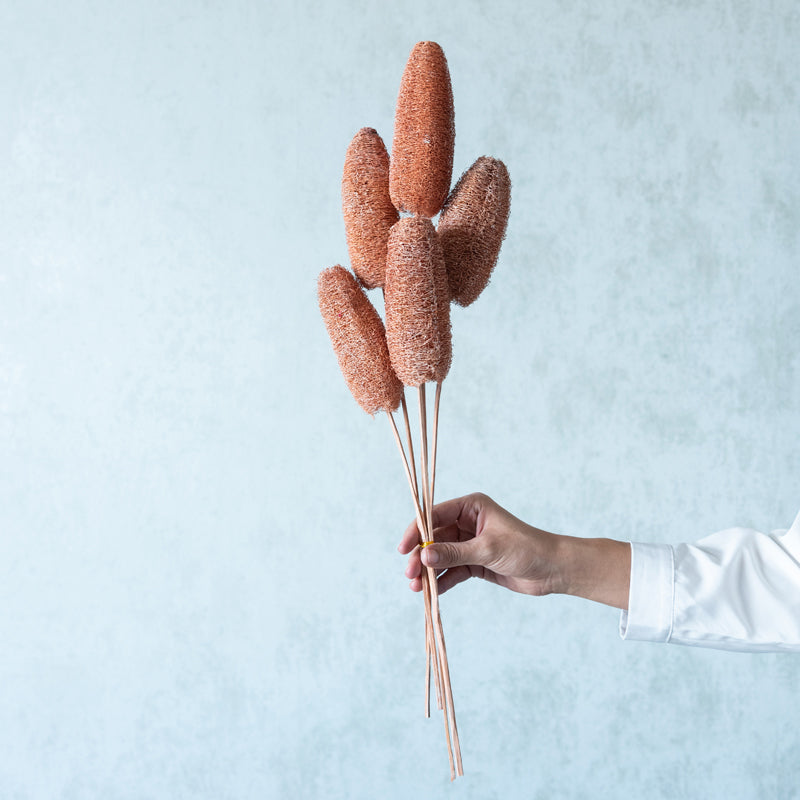 Buy Celio Dried Luffa Stick - Set Of Ten Online in India | Vaaree