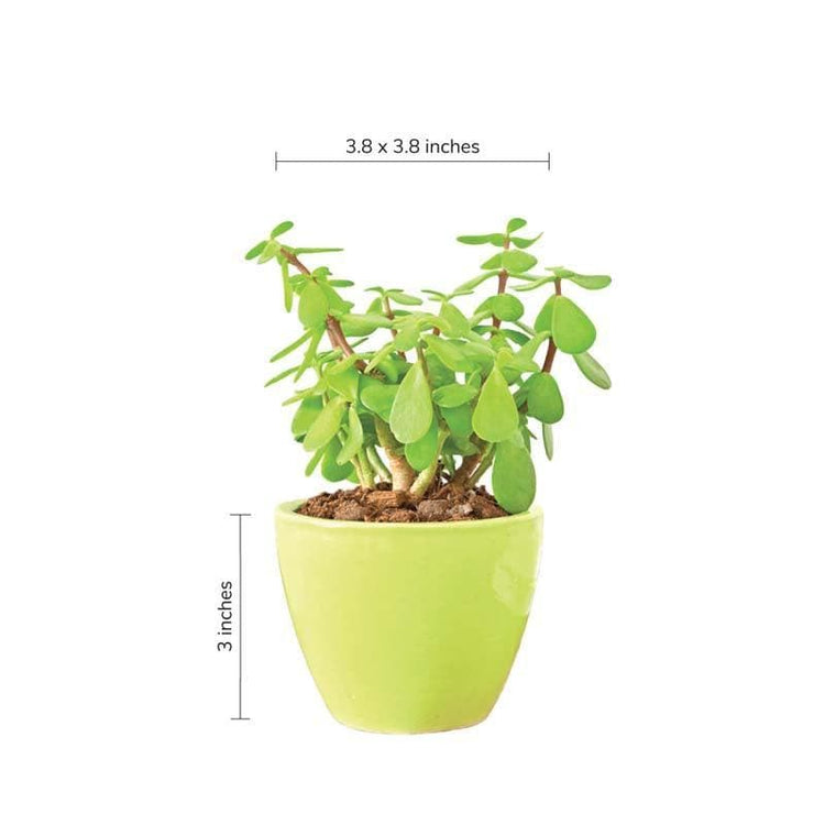 Buy Ugaoo Apple Light Green Ceramic Pot- Small Online in India | Vaaree