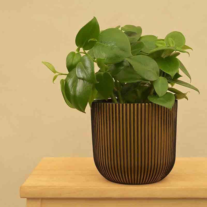 Buy UGAOO Planter Ball Groove- Black Gold Online in India | Vaaree